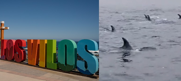 Avistamiento de delfines en el sector costero de Los Vilos - Region de ...